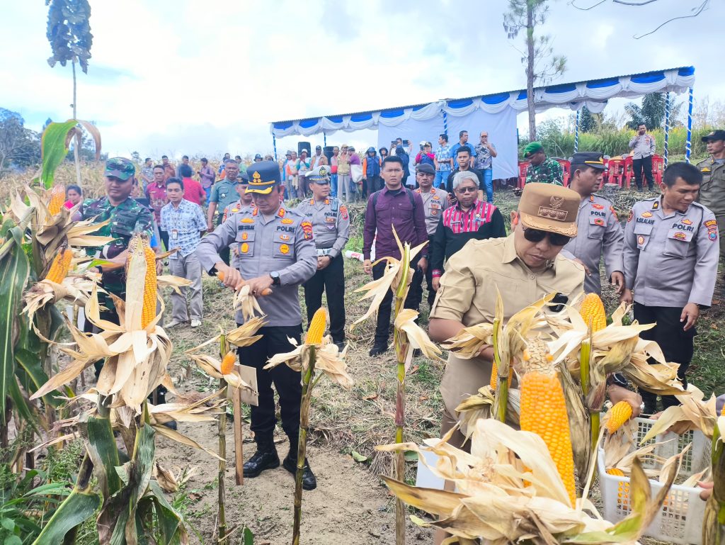 Polres Taput Panen Raya Jagung Serentak Kuartal II, Upaya Mendukung Swasembada Pangan Tahun 2025