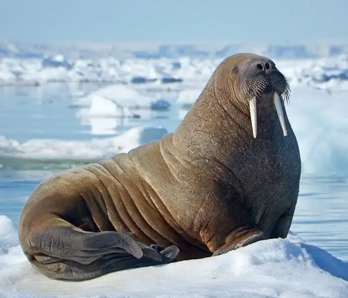 Kenalan Yuk sama Walrus, Si Raksasa Kutub yang Penuh Kejutan